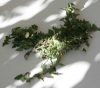 Horta Greens: A Glossary of Edible Wild Greens in Greece