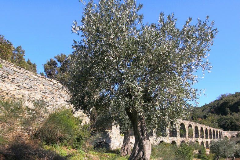 The Greek Olive Tree | Diane Kochilas