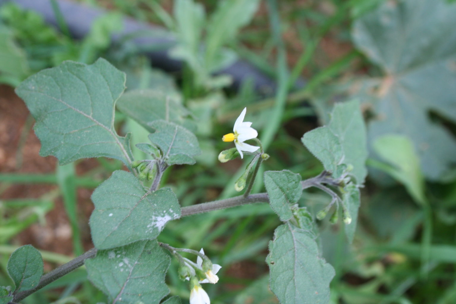 Horta Greens: A Glossary of Edible Wild Greens in Greece