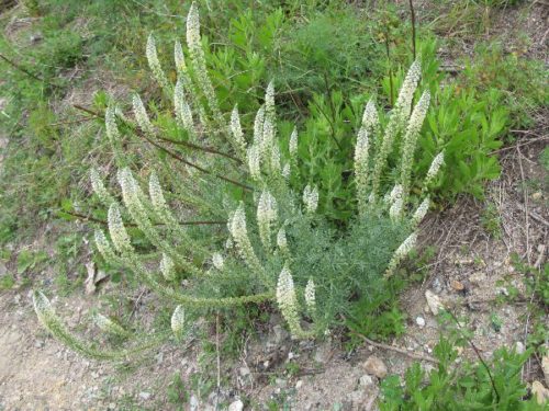 Horta Greens: A Glossary of Edible Wild Greens in Greece