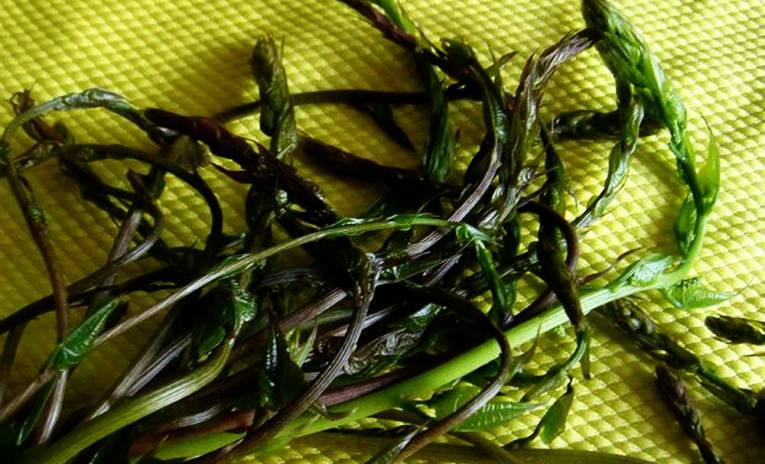Horta Greens: A Glossary of Edible Wild Greens in Greece