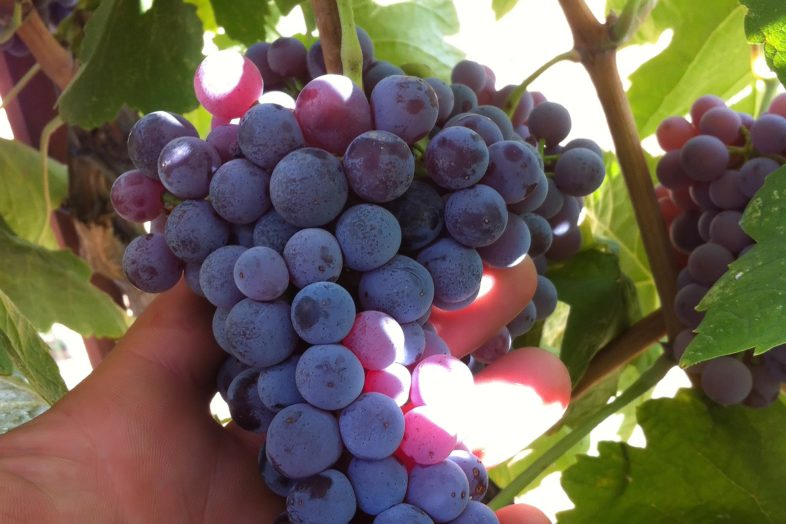 The Greek Wine Moschofilero | Diane Kochilas