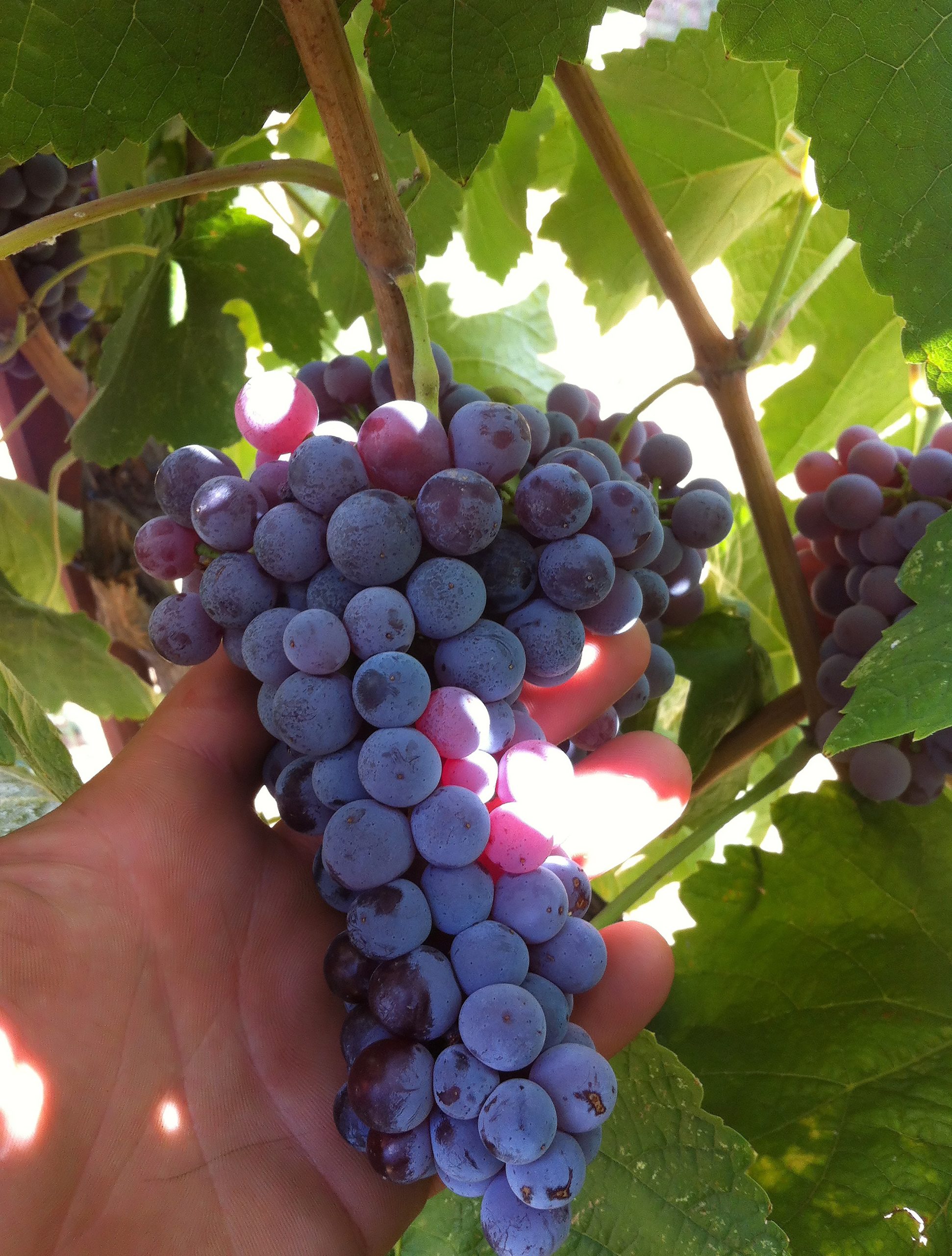 The Greek Wine Moschofilero | Diane Kochilas