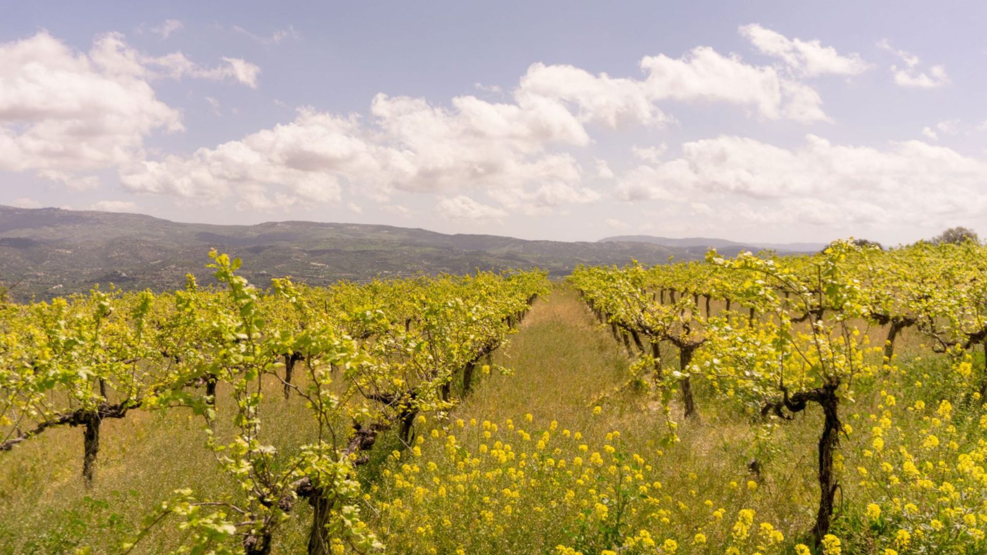 Cyprus: Unique Wines, Great Local Recipes!